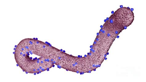 Marburg Virus Photograph By Thom Leach Science Photo Library Fine Art America