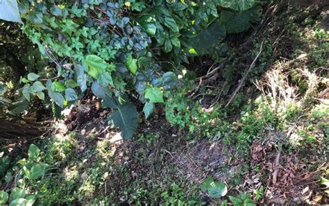 臺北市政府環境保護局 新聞稿 非法棄置廢棄物 北市環保局除取締告發開罰外將求償相關清理費用