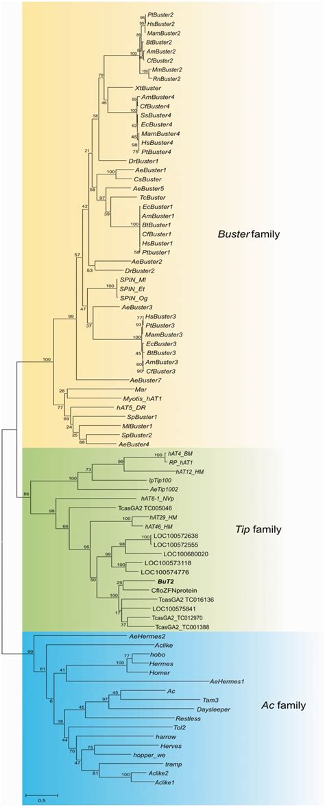 unrooted ml phylogenetic tree of hat elements amino acid transposase