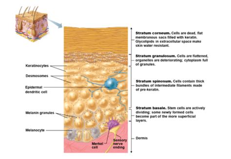 Chapter 4 Integumentary Systemstructure Of The Skin Flashcards Quizlet