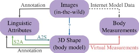 Table From Accurate D Body Shape Regression Using Metric And Semantic Attributes Semantic