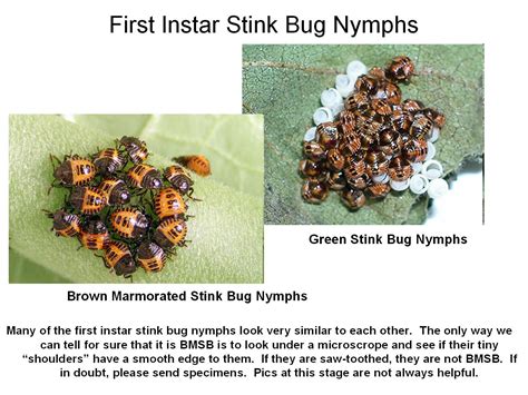 Is This Brown Marmorated Stink Bug Field Crop News