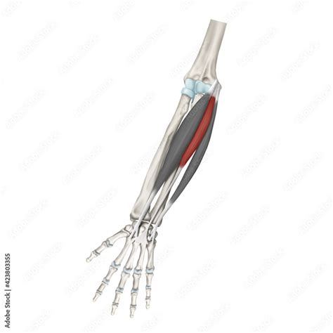 장장근 근육 메디컬일러스트 Stock Illustration Adobe Stock