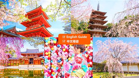 [교토] [4인조] 교토 당일치기 투어 기요미즈데라 And 콘고지 And 다이고지 And 우지 벚꽃 시즌의 벚꽃구경 오사카 교토 출발 Live Japan 일본여행정보사이트