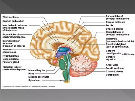 The Cerebrum I Diencephalon Pptx