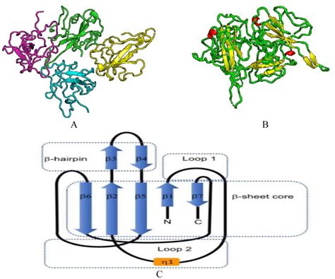Structure Of Sars Cov 2 Nucleocapsid Protein A Structure Of Download Scientific Diagram