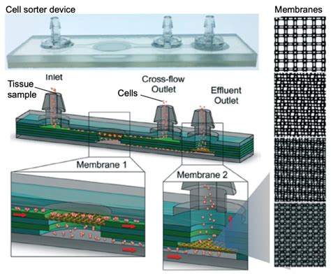 Simple Microfluidic Cell Sorter Device To Replace Manual Tissue Dissociation Protocols