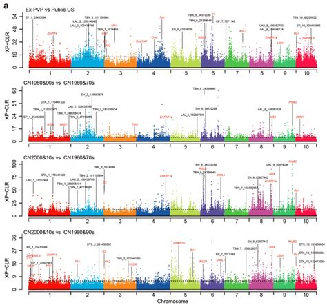 Genome Wide Selection And Genetic Improvement During Modern Maize Breeding