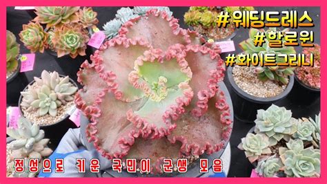 3000원부터~ 저렴하게 국민이군생들 얻어가세요 전국택배가능 강남다육 01048583904 국민다육이 Youtube