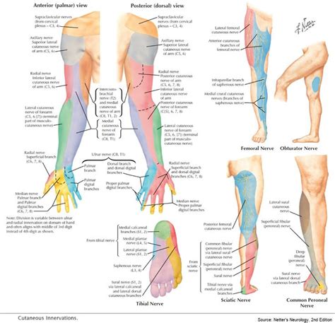 Cutaneous Innervations Nerve Anatomy Upper Limb Anatomy Radial Nerve