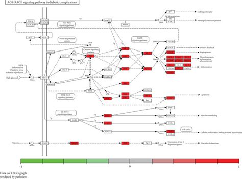 Pathway Map Of Yqhxtlf In The Treatment Of Dpn Age Rage Signaling Download Scientific Diagram