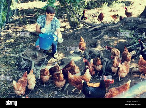 Young Smiling Man Farmer With Bucket Feeding Chickens On Farm Yard