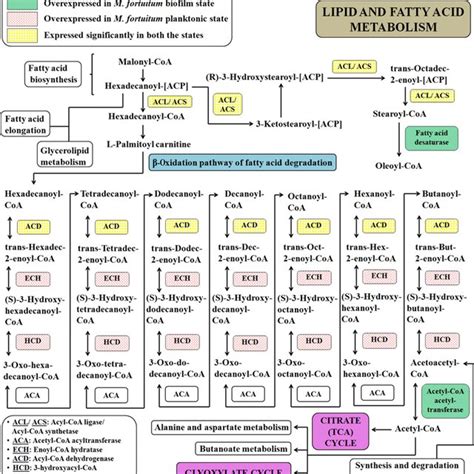 M Fortuitum Lipid And Fatty Acid Metabolic Pathway Manually Curated