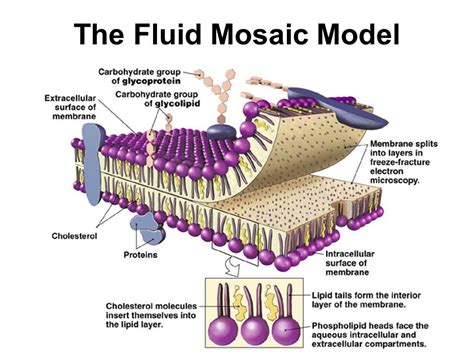 Cell Membrane The Fluid Mosaic Model Detoxification Cell Membrane Stroke Prevention