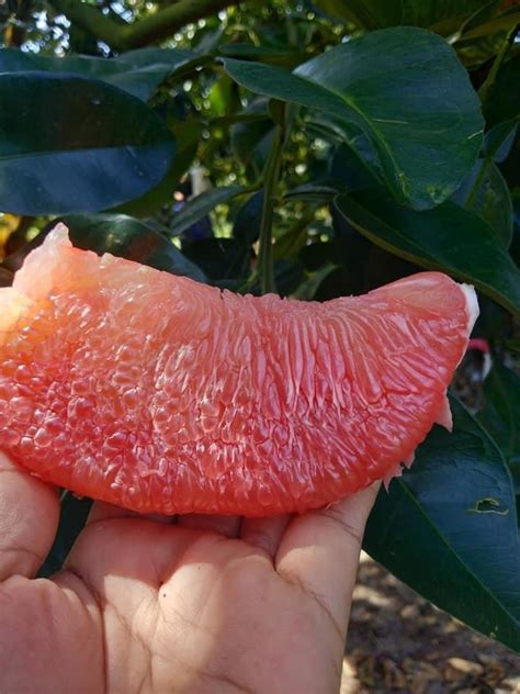 Direct Line 66811655858