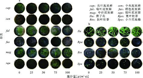 The Status Of Spore Germination And Sporeling Growth Of Six Sphagnum Download Scientific