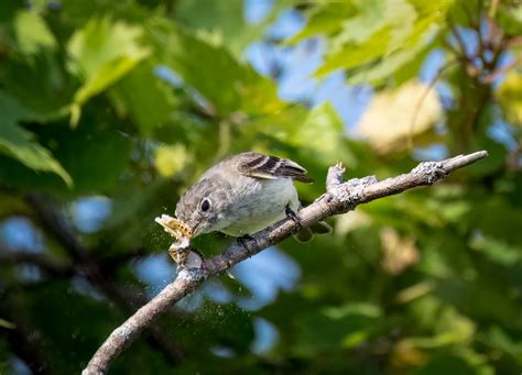 Least Flycatcher Owen Deutsch Photography