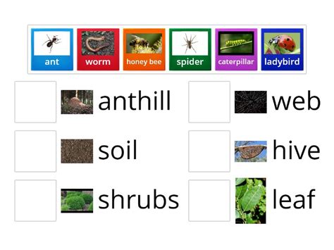 Minibeast Microhabitats Match Up