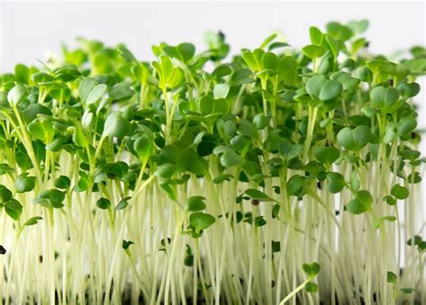 Microgreens Basic Salad Mix 10 15 Day Wildrose Heritage Seed Company
