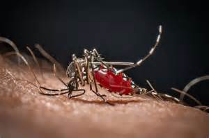 Confirman En Cuba Circulación De Los Virus De Dengue Y Chikungunya