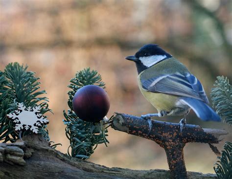 Enaturenetchrismas Photos Download The Best Free Enaturenet