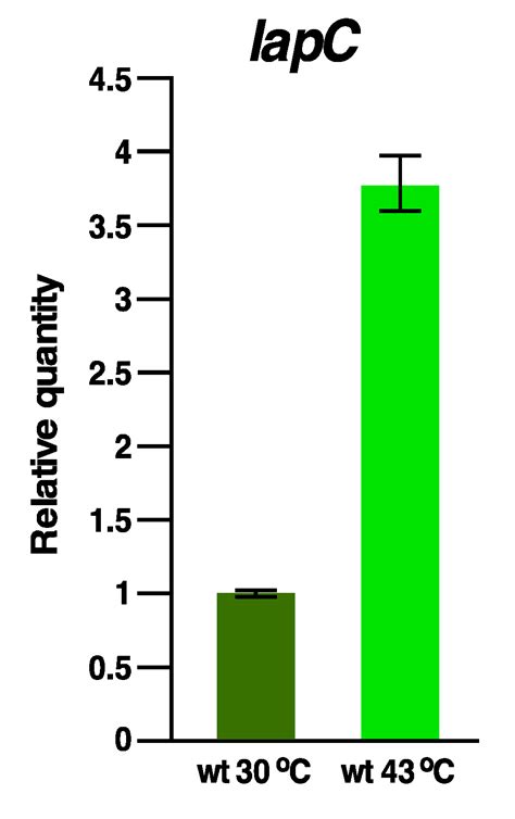 Ijms Free Full Text Regulation Of The First Committed Step In Lipopolysaccharide