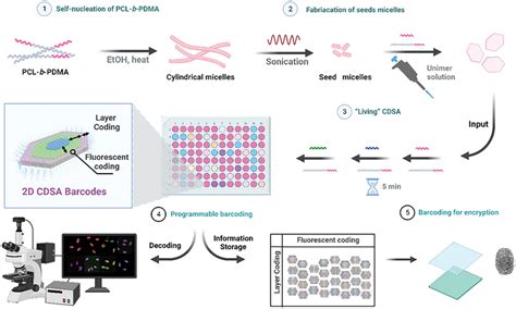Schematic Illustration Of Design Strategy Of 2d Hierarchical