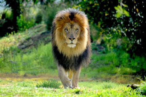 León