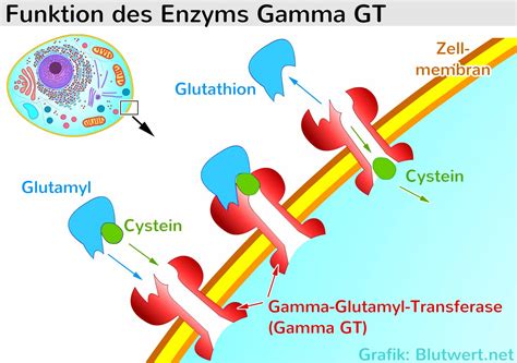 Ggt Wert Gamma Gt γ Gt Einfach Erklärt