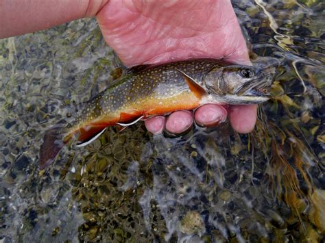 Central Pa Trout Bum