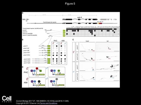 Sexually Dimorphic Differentiation Of A C Ppt Download