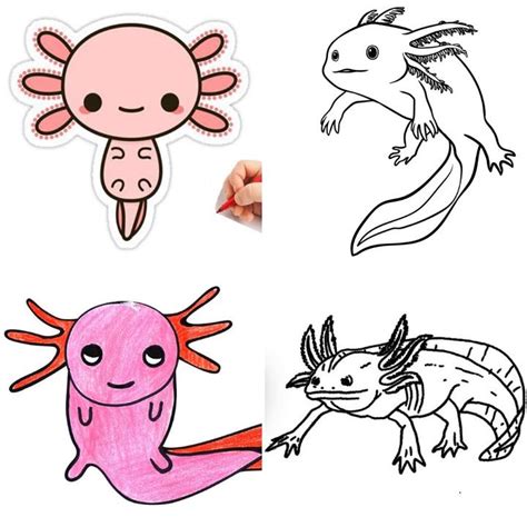 Easy Step Axolotl Drawing 51 Axolotl Drawing Ideas Axolotl Axolotl Cute