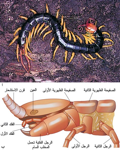 الموسوعة العربية