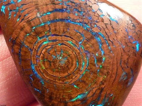Rare Opalized Wood Boulder Opal Geology In