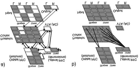 A Dynamic Categorization Network With Typical Activation State