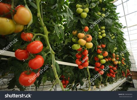 Tomato Variety For Hydroponics