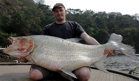 Giant Goliath Tigerfish