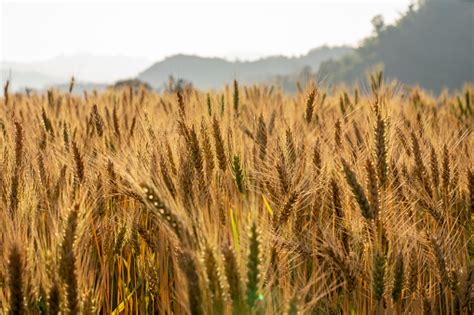 밀 초원 여름에 잘 익은 골드 보리 필드 수확을 위해 자라는 자연 유기농 황호 식물 0명에 대한 스톡 사진 및 기타 이미지 0명 가을 건강한 생활방식 Istock