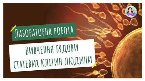 Лабораторна робота Вивчення будови статевих клітин людини Youtube