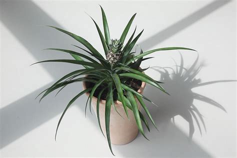 파인애플 나무 토분세트 감도 깊은 취향 셀렉트샵 29cm