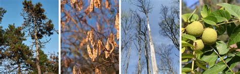 Northern Virginia Native Trees That May Need Some Extra Care Green