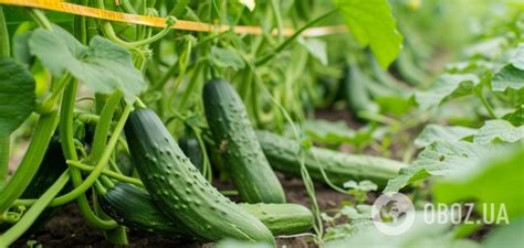 Як і коли поливати огірки щоб не були гіркими поради Oboz Ua