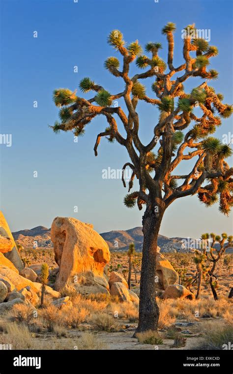 Joshua Tree Joshua Tree National Park Mojave Desert California Usa