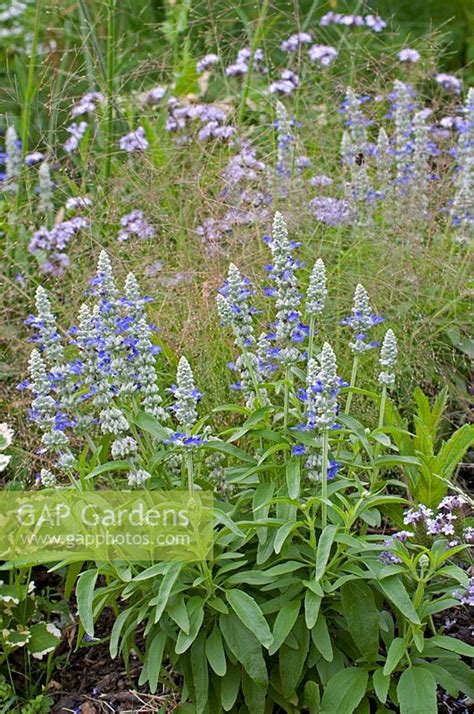 Images Found For Salvia Gap Gardens Page