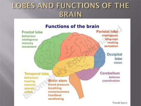 HCC WEST LOOP FALL MR ALAS MS Ppt Download