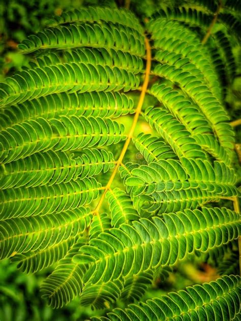 Silk Tree Green Leaves Stock Image Image Of Green Plant 287134693