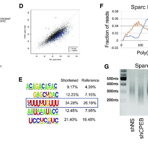 Tail Seq Analysis Of Polya Tail Length In Cultured Neurons Depleted