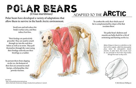 Polar Bear Body Parts Diagram