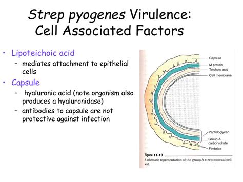 Ppt Streptococcaceae Powerpoint Presentation Free Download Id 795114