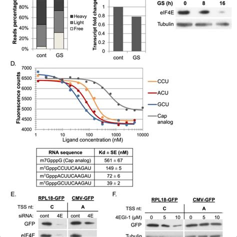The Effect Of Cap Proximal Nucleotides On Eif4e Binding Affinity And